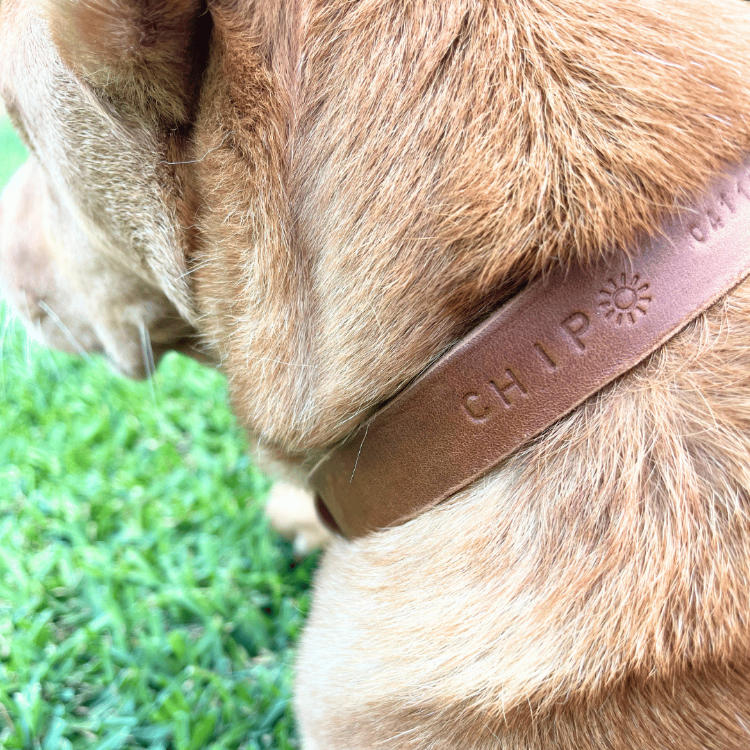 Kelpie Co Australia | Home of authentic & iconic Kelpie dog apparel