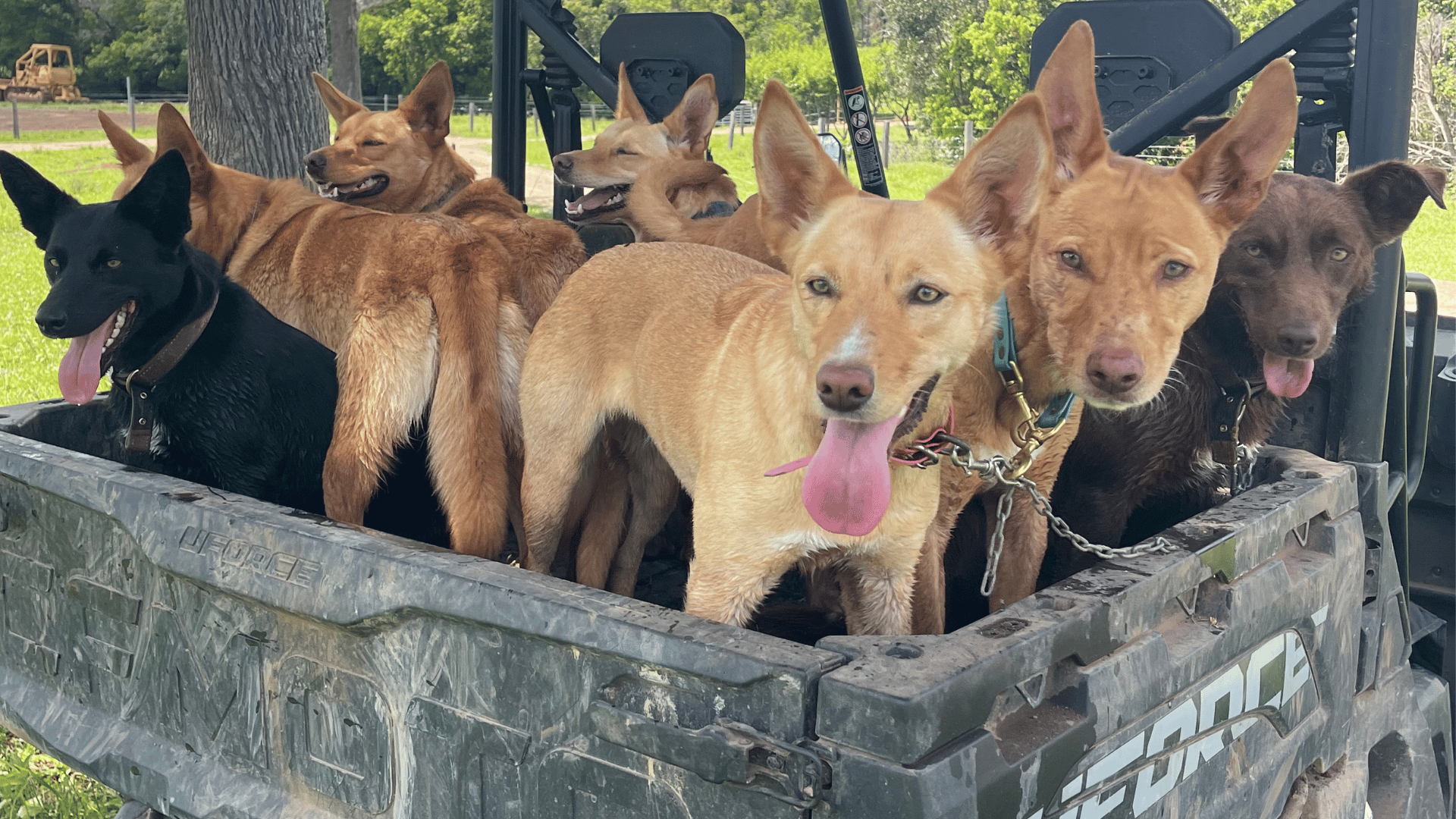 Kelpie Co Australia | Home of authentic & iconic Kelpie dog apparel